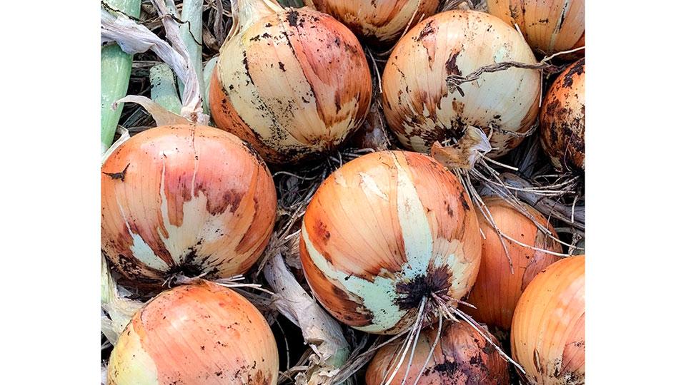 24 Appealing Onion Varieties To Know and Grow - Growing Produce