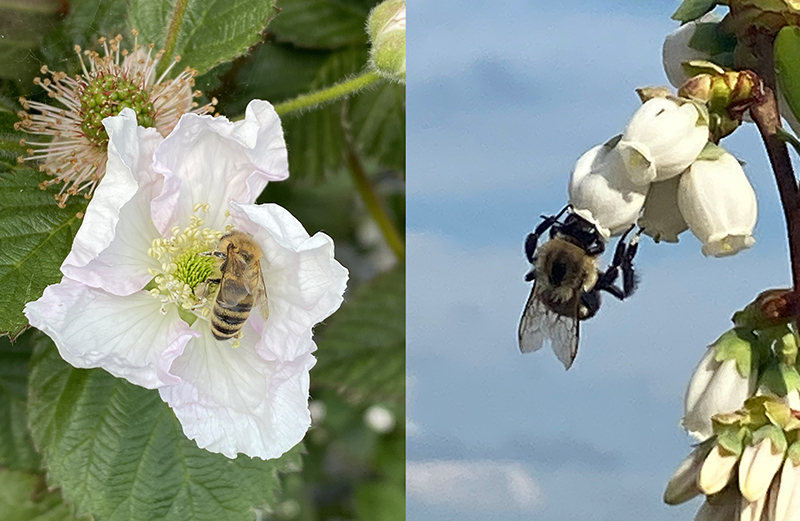 Better, more berries and almonds for growers to sell – with new bee ...