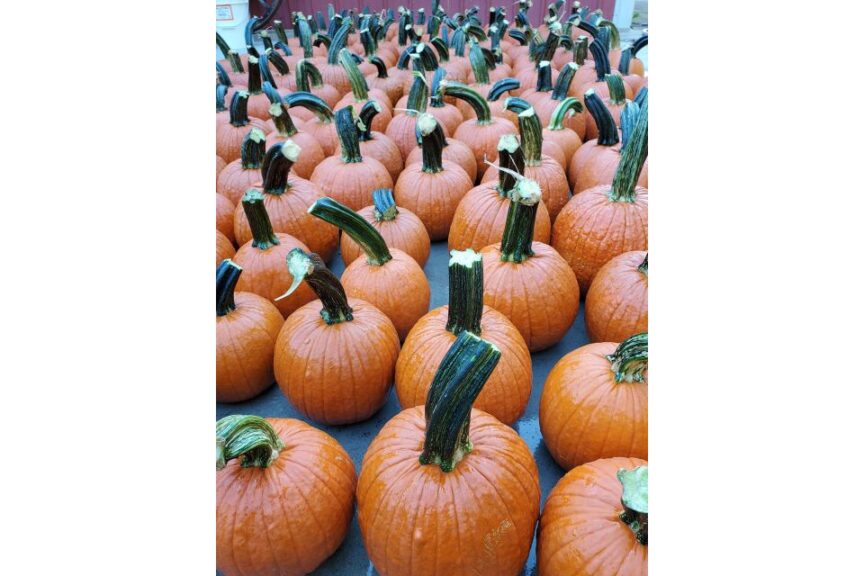 The Latest Pumpkin and Squash Varieties for Growers - Growing Produce