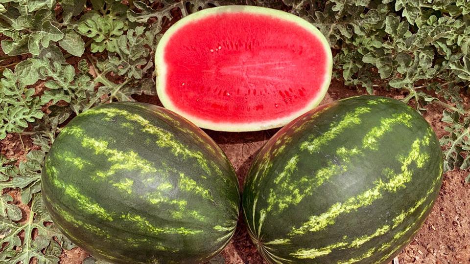 Watermelon Varieties You Will Want To Grow - Growing Produce