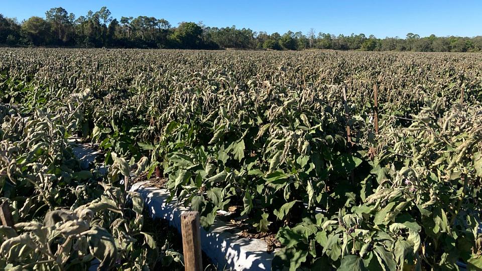 State of Emergency in Florida To Help Growers Affected by Record Cold ...