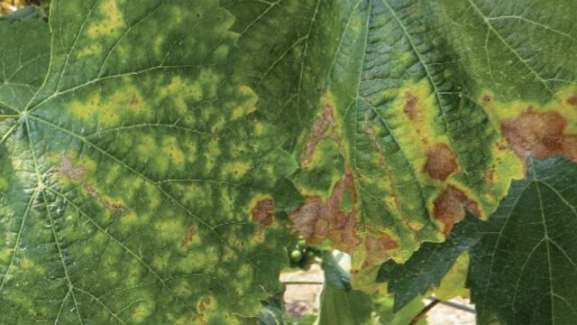 Grape Growers Take on the Red Blotch Challenge - Growing Produce