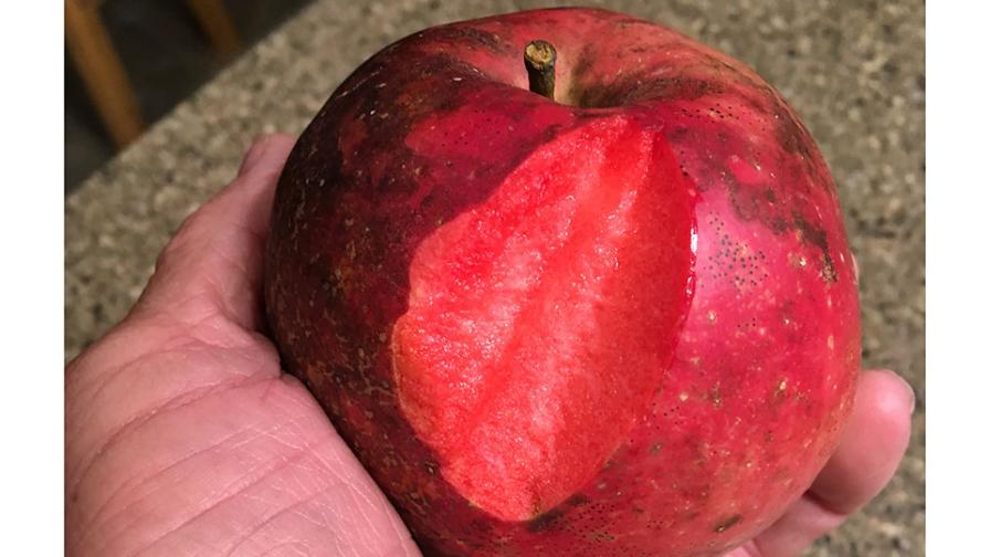All Hail the Apple Scion King - Growing Produce