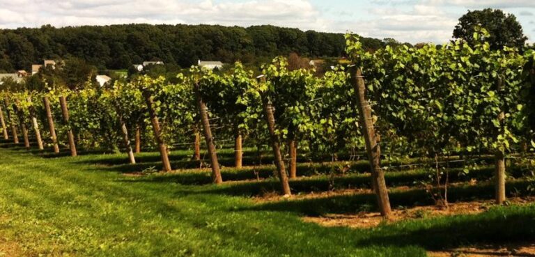 Grape Grower Lessons Learned the Hard Way - Growing Produce