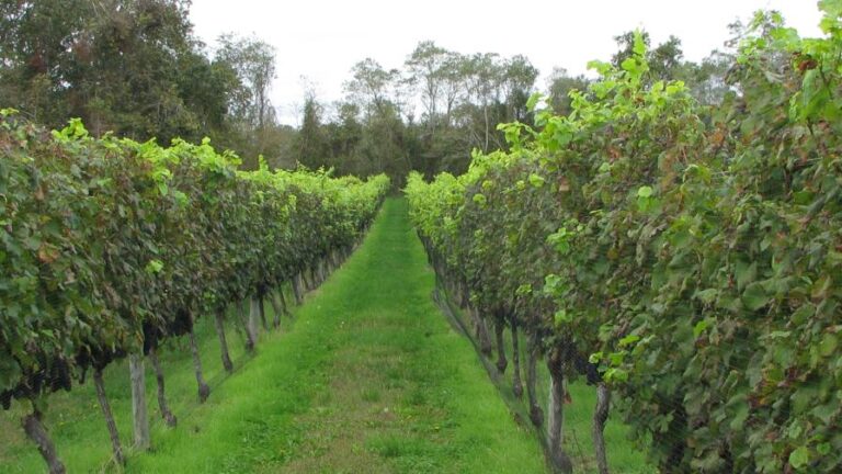 Grape Grower Lessons Learned the Hard Way - Growing Produce