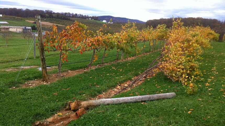 Avoid Disaster: Install Your Grape Vineyard Right the First Time ...