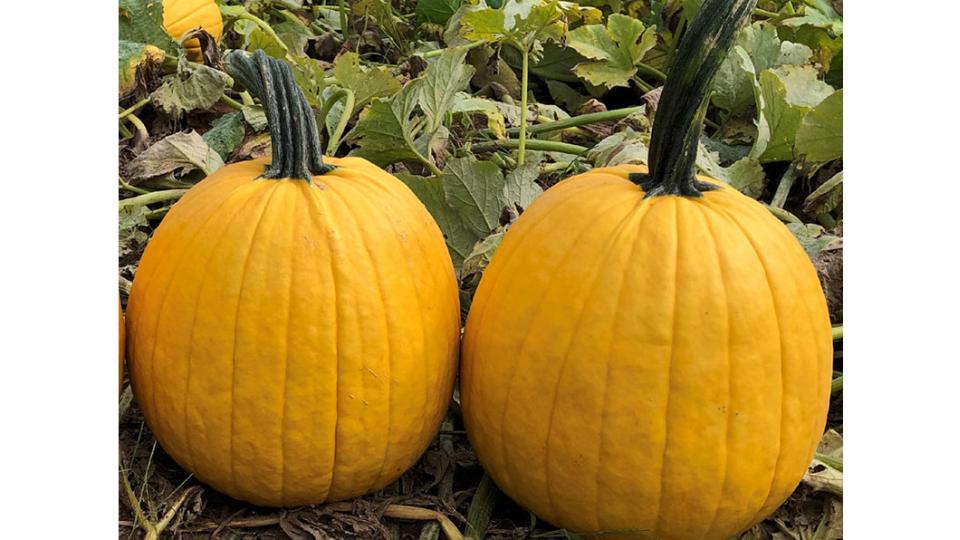 The Best Pumpkins for Commercial Production - Growing Produce