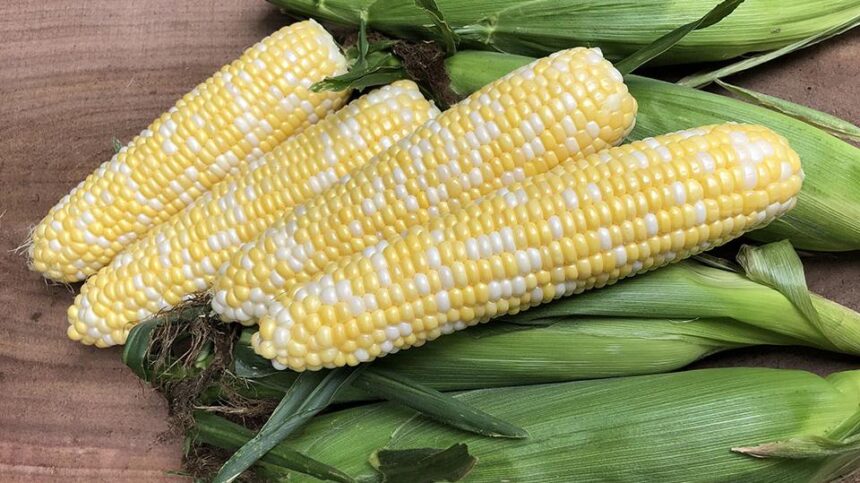 Sweet Corn Archives - Growing Produce