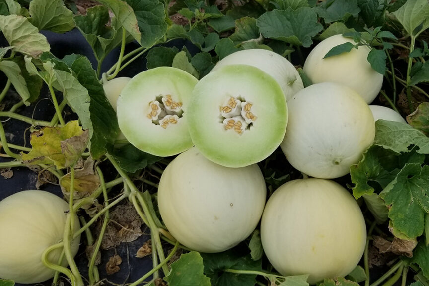 Marvelous Melon Varieties You Should Know and Grow - Growing Produce