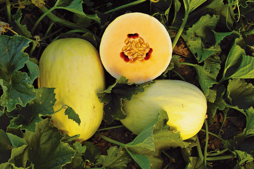 15 Less Common Melons Growers Should Add to Their Portfolio - Growing ...
