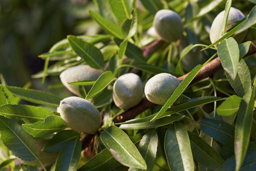 California Almond Board Introduces New Crop of Young Leaders - Growing ...