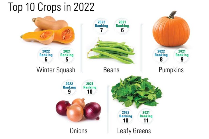 Yearly Review of Vegetable Growing Issues Is Always an Eye-Opener ...