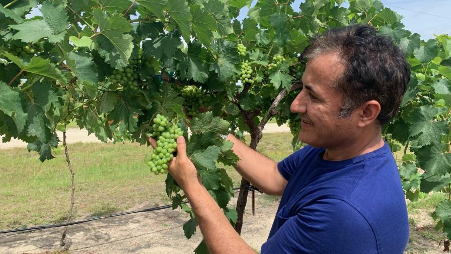Grape Expectations Thriving on the Vine for Growers in Florida ...