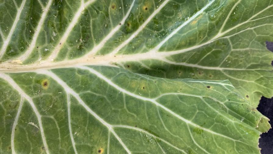 Why Disease Control Is More Challenging on Leafy Vegetables - Growing ...