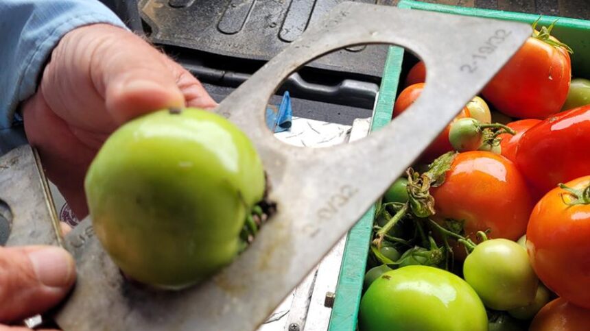 How Duda Farm Fresh Foods Makes Reducing Waste a Priority - Growing Produce