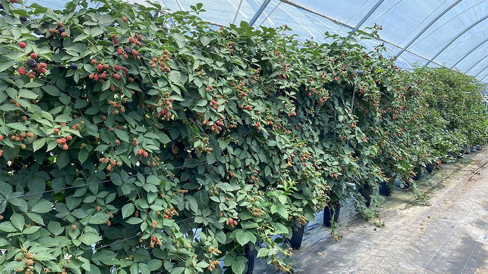 Fertigation in Substrate: Doing it Right for Berries - Growing Produce