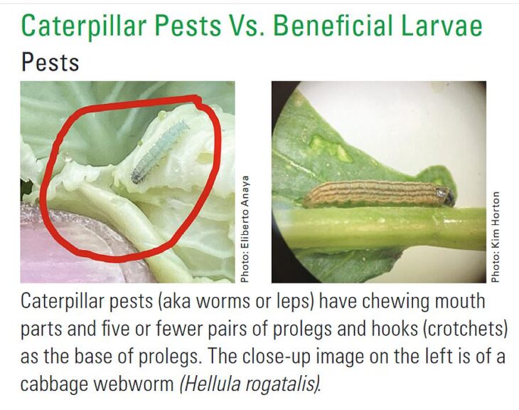 Friend or Foe? Know Your Beneficial Insects From Their Crop Pest Look ...