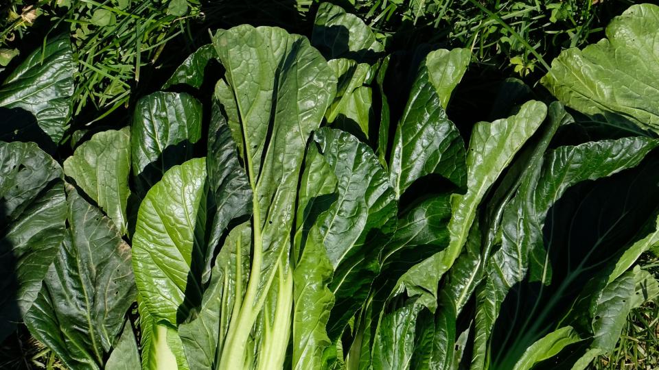 Leafy Green Varieties You'll Want to Grow - Growing Produce