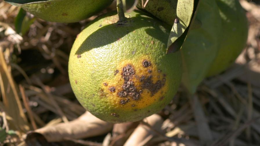 Researchers Zero in To Help Make Citrus Canker-Resistant Trees a ...