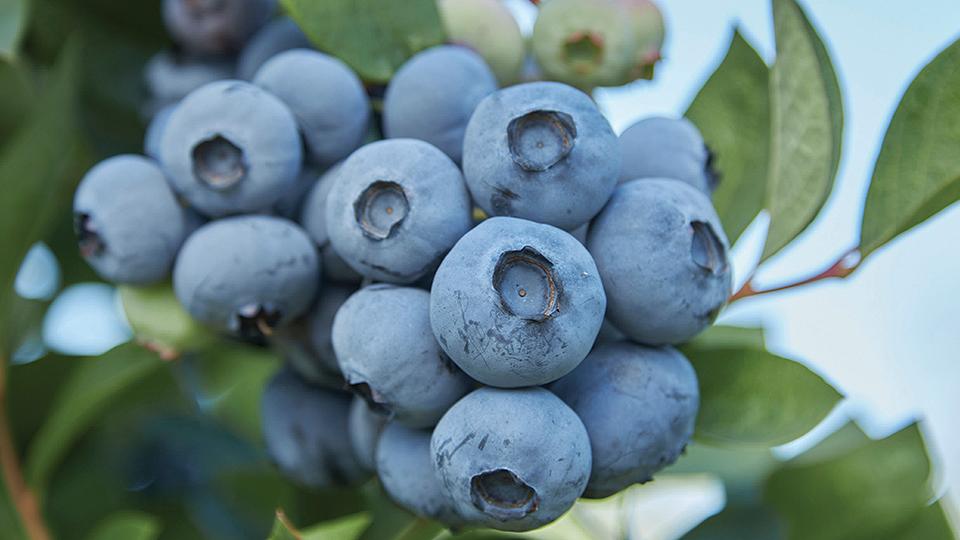 How Fall Creek Nursery Grew Into a Modern American Success Story ...