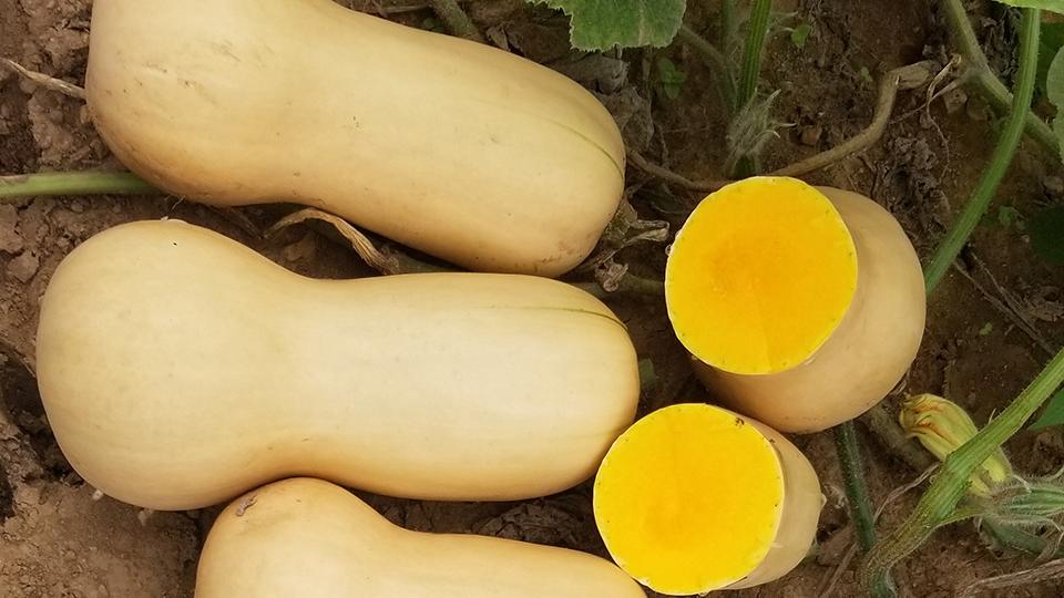 Squash Growing