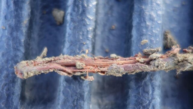 Be Proactive To Keep Your Almond Crops Disease-Free - Growing Produce