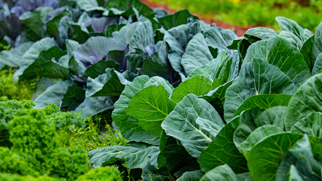 Get Ahead of Aphids With Versys Insecticide - Growing Produce