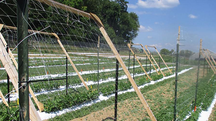 A Revival of Alternative Crops in West Virginia - Growing Produce