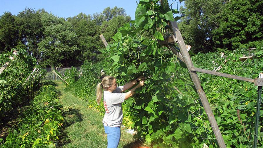 A Revival of Alternative Crops in West Virginia - Growing Produce