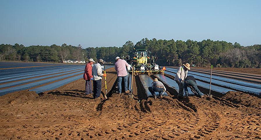 Vegetable Grower Works Hard To Help His Industry Overcome Labor Issues ...
