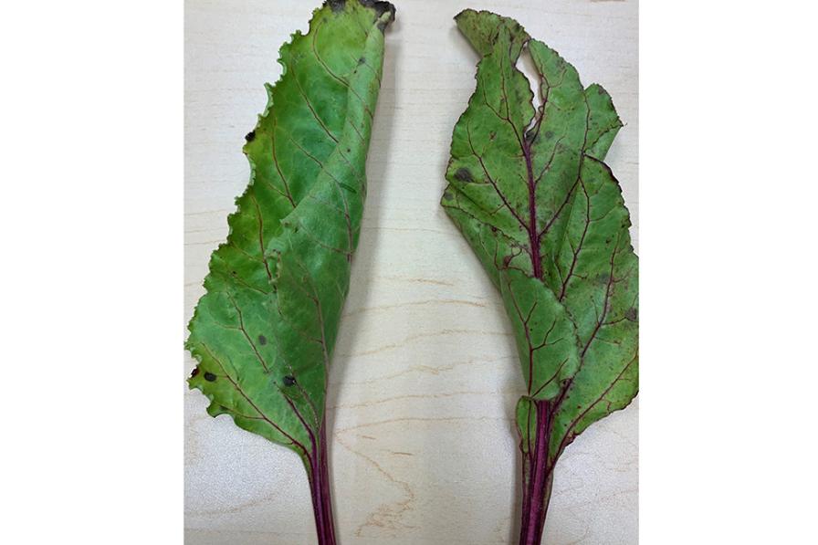 How To Reduce Postharvest Disease in Your Vegetable Crops - Growing Produce