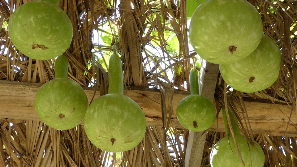 Want To Grow Something Alternative? Asian Vegetables Are in High Demand ...