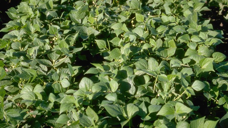 Alternative Crop Gaining Ground in Wisconsin: Hey, Spud, Let's ...