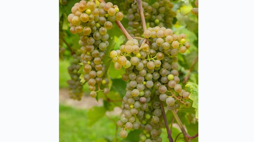 Say Hello to ‘Clarion,’ the Latest Cold-Hardy Grape - Growing Produce