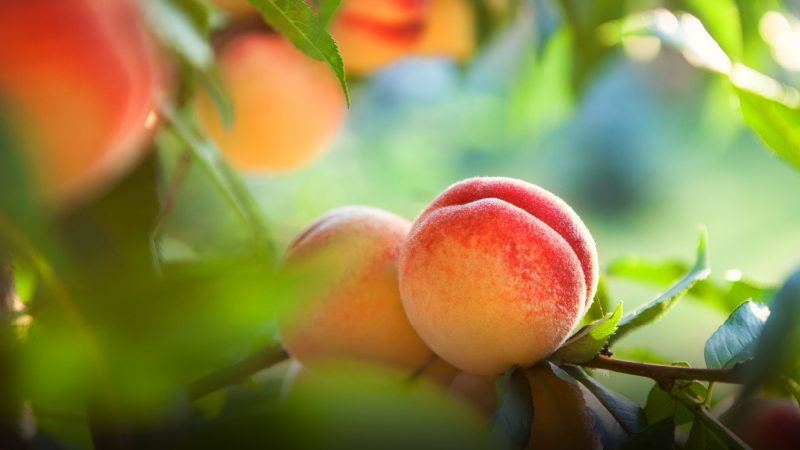 Vietnam Grants Market Access for California Peaches, Nectarines ...