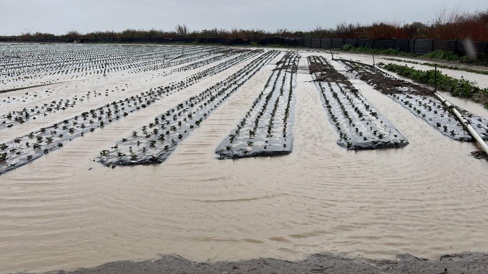 Strawberry Growers in California Count up Damages After Series of Wild ...