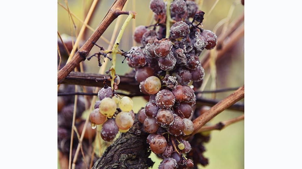 How Biofungicides Are Helping Small Fruit Growers Succeed - Growing Produce