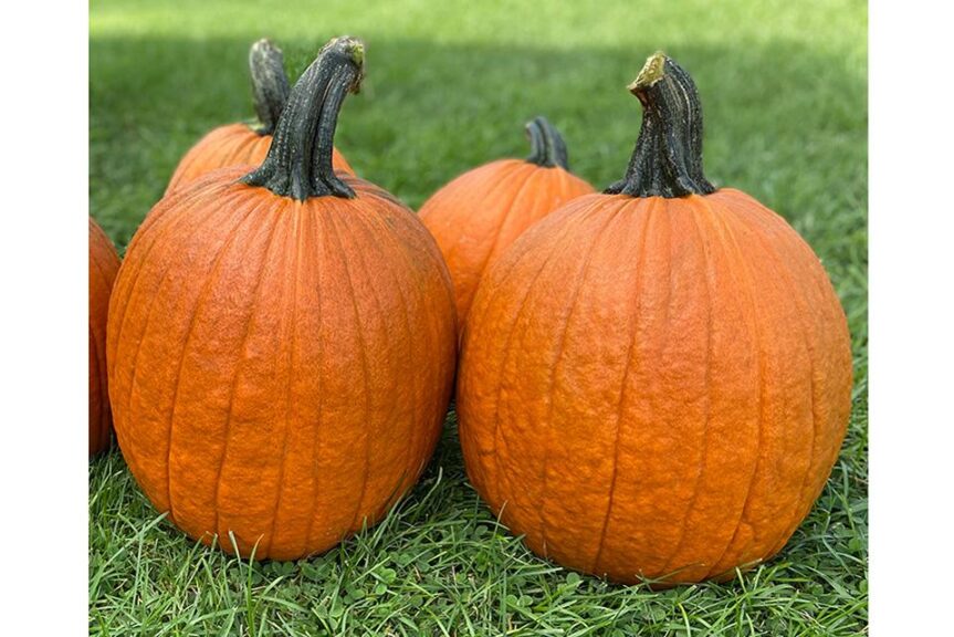 The Top Pumpkin and Squash Varieties for Growers - Growing Produce