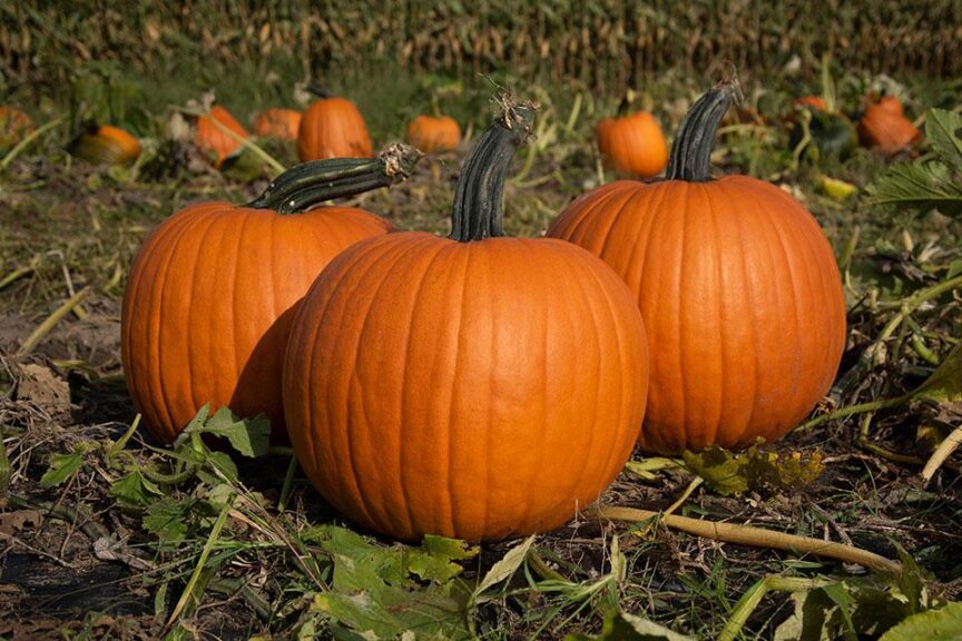The Latest Pumpkin and Squash Varieties for Growers - Growing Produce