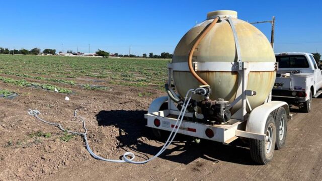 Learn How Grafting and Biofungicide Combo Helps Boost Watermelon ...