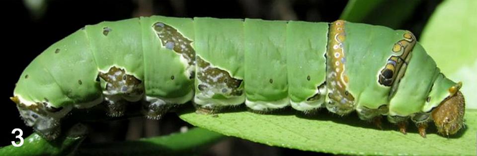 Pest Alert! Lime Swallowtail Poses New Threat to Citrus in Florida ...