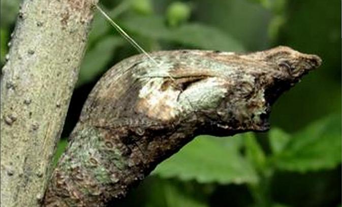 Pest Alert! Lime Swallowtail Poses New Threat to Citrus in Florida ...