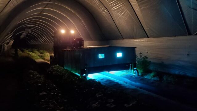 UV Light Behind Bright Idea To Beat Powdery Mildew in Cantaloupe ...