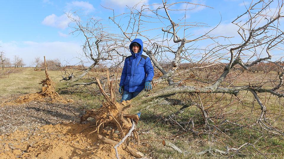 The 'Bartlett Paradox': Will the Popular Pear Variety Join the High ...