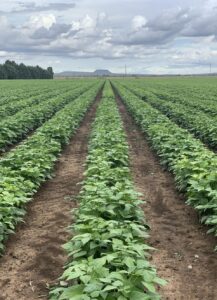 Modern Vegetable Growing Is Alive and Thriving in the Desert Southwest ...