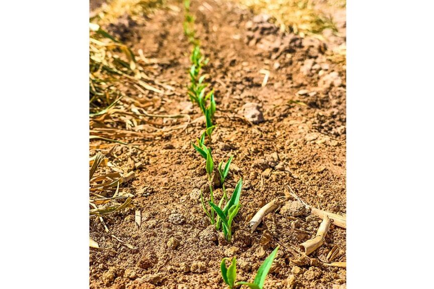 Modern Vegetable Growing Is Alive and Thriving in the Desert Southwest ...