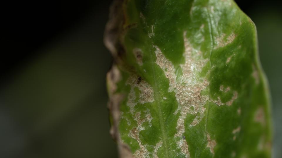 Invasive Pepper Thrips Could Become a Major Pain for Growers in Florida ...