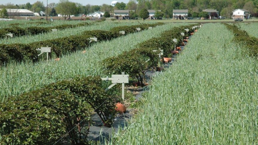 The Quest for Better Fruit: Why Growers Need To Start From the Ground ...