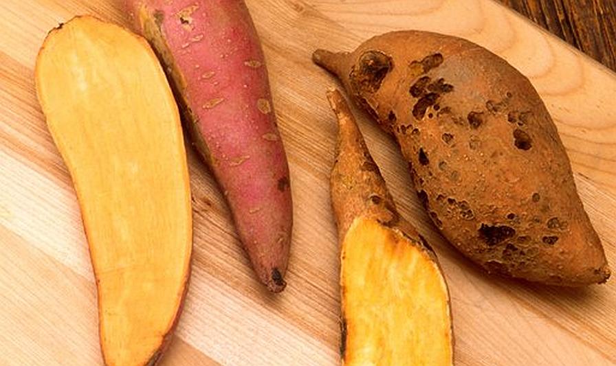 Research Work Pays Off in Quest To Build a Better Sweet Potato ...
