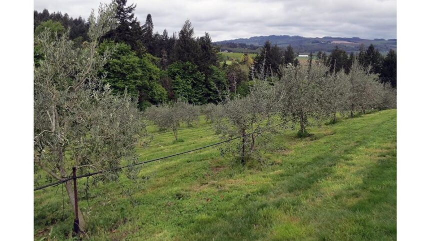 Oregon Growers Defying the Odds With Olives - Growing Produce
